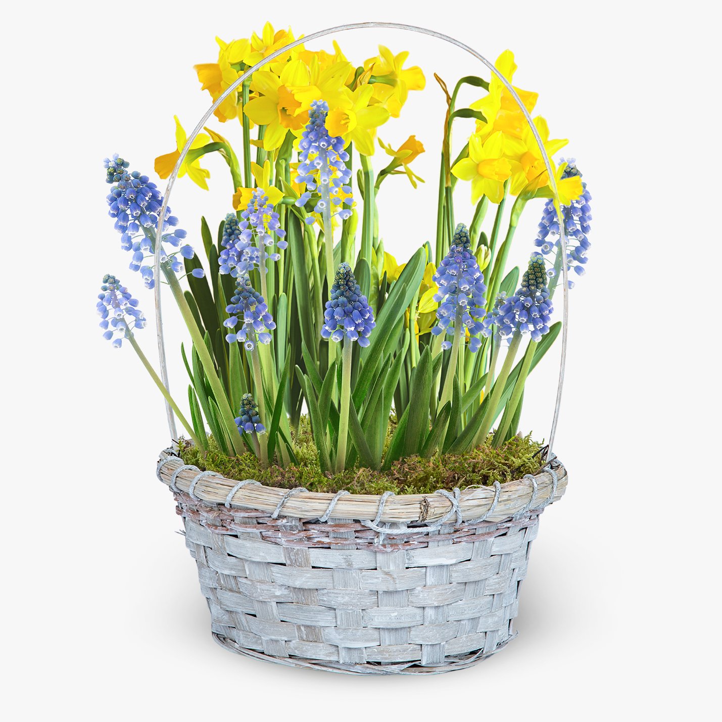 Tete a Tete Bulb Planter | Haute Florist